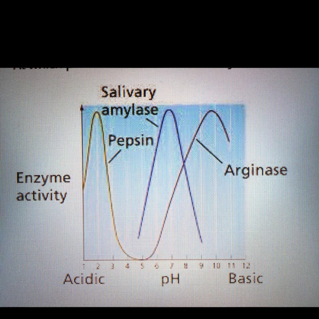 Salivary amylase Pepsin Arginase Enzyme activity Acidic 2 3 4 5 6 7 8 9 ...
