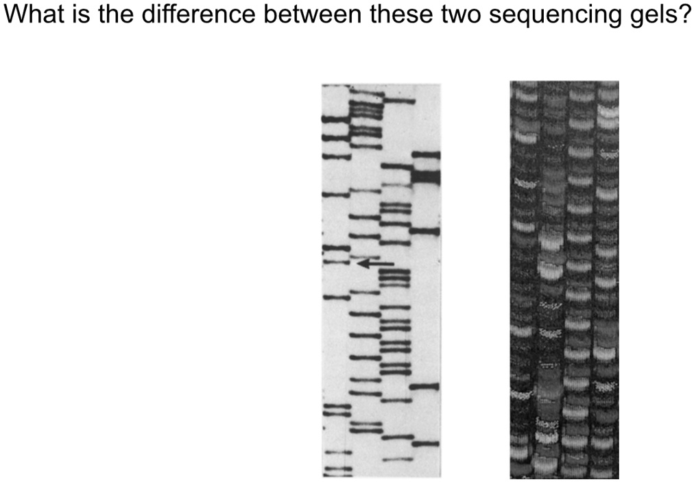 SOLVED: What is the difference between these two sequencing gels? What is the difference between ...