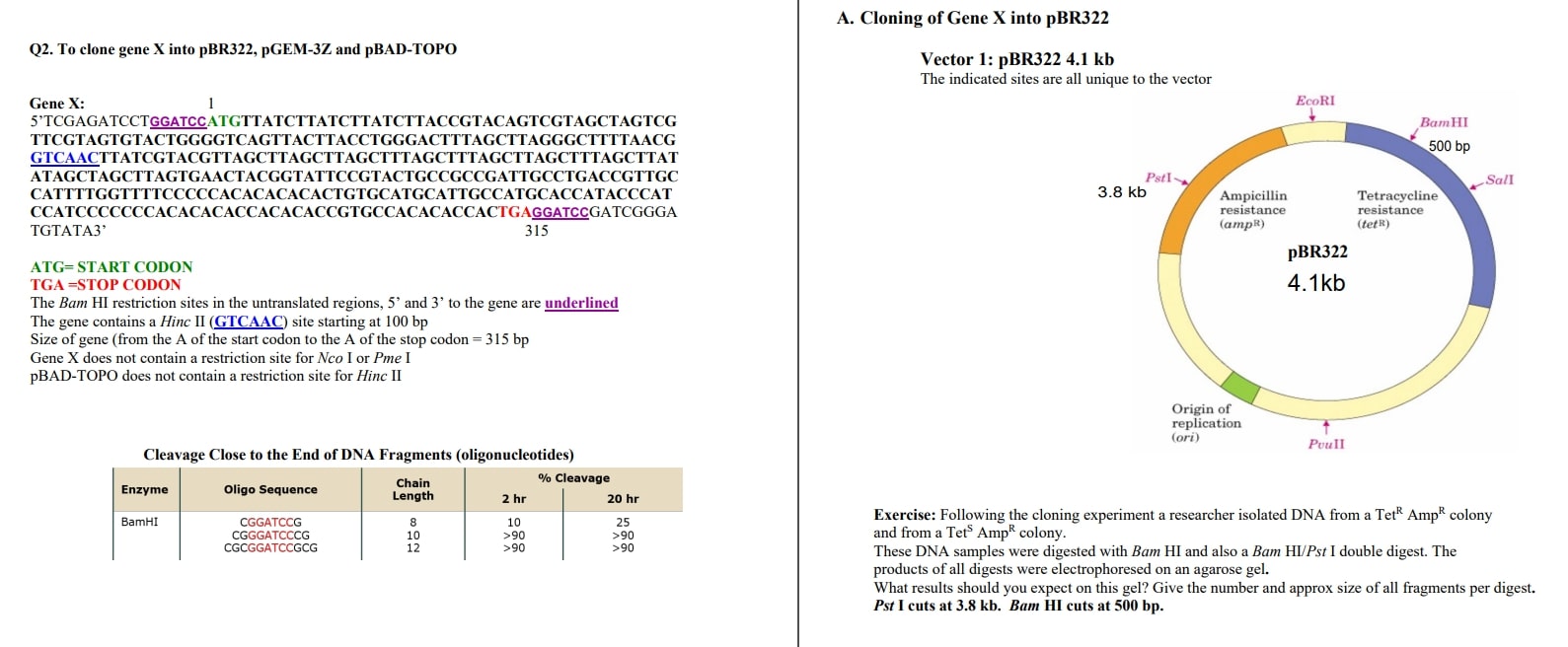 SOLVED: A. Cloning of Gene X into pBR322 Q2. To clone gene X into pBR ...