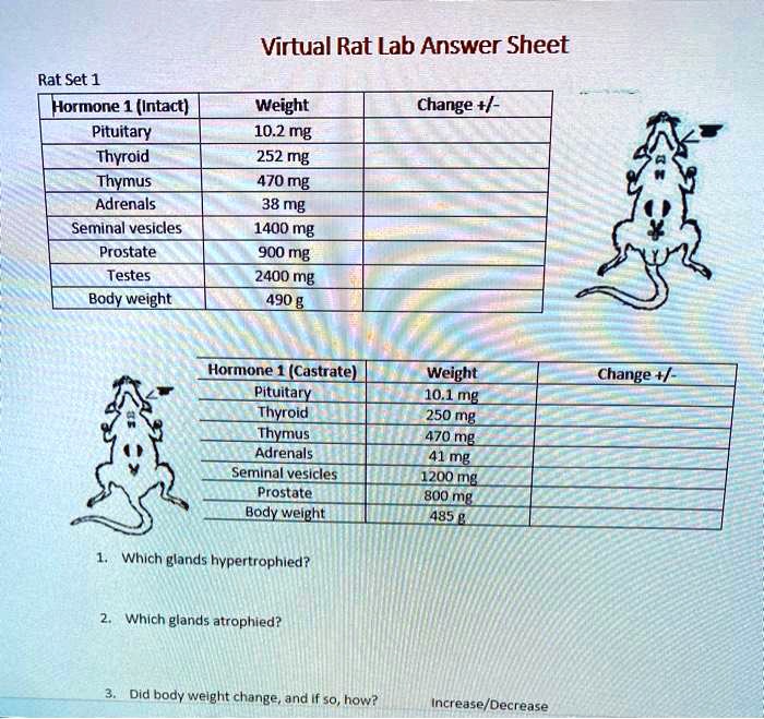 SOLVED: Virtual Rat Lab Answer Sheet Rat Set 1 Hormone (Intact) Pituitary Thyroid Thymus ...