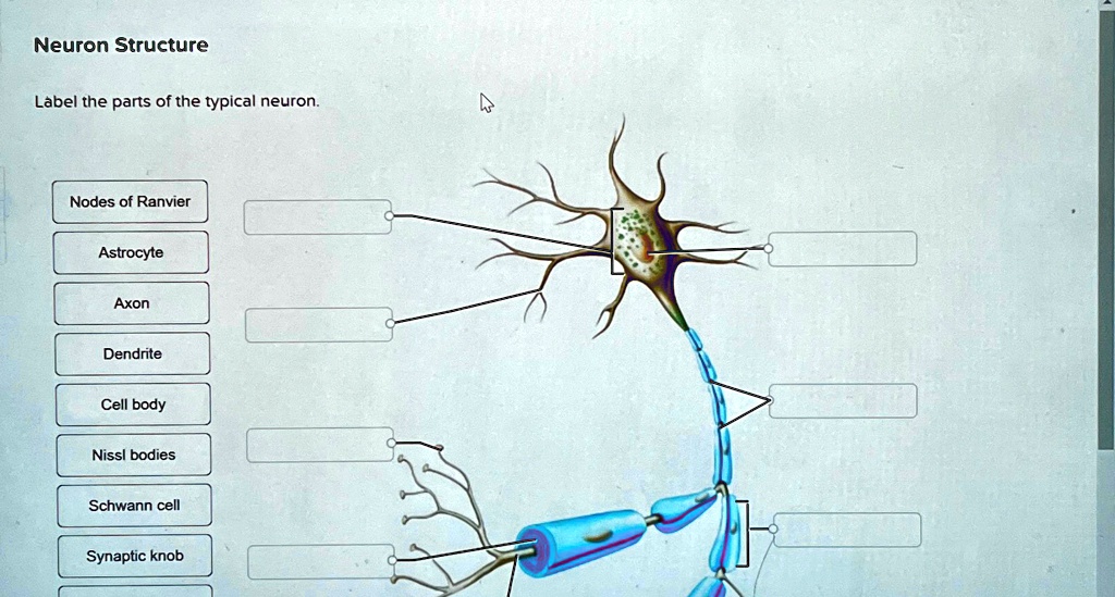 Neuron Structure Label the parts of the typical neuron. Nodes of Ranvier Astrocyte Axon Dendrite ...