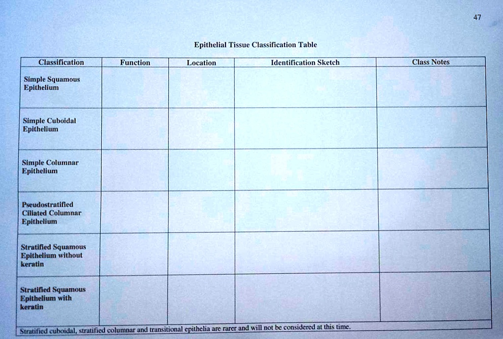 SOLVED: 47 Epithelial Tissue Classification Table Classification ...
