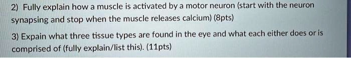 2) Fully explain how a muscle is activated by a motor neuron (start ...