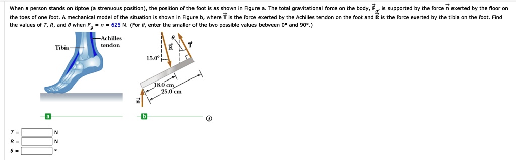 when person stands on tiptoe strenuous position the position of the ...