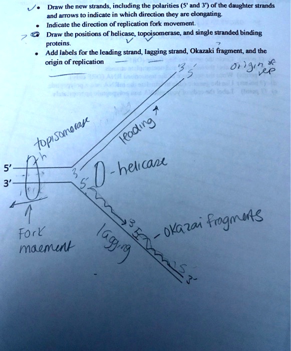 SOLVED: Draw the new strands, including the polarities (5' and 3) of ...