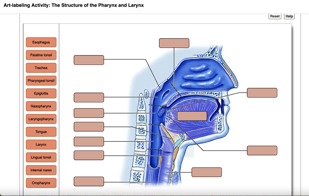 Art-labeling Activity: The Structure of the Pharynx and Larynx Esophagus Palatine tonsil Trachea ...