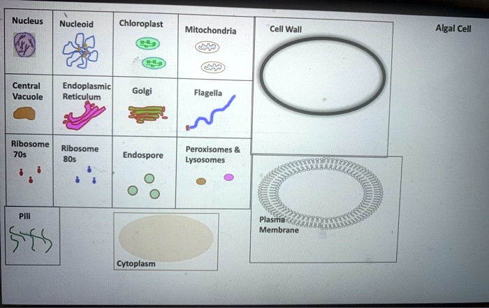 SOLVED: Nucleus Nucleoid Chloroplast Mitochondria Cell Wall Algal Cell ...