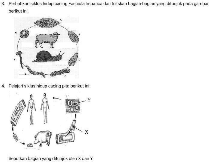SOLVED: tolong di jawab, makasih Perhatikan siklus hidup cacing ... SOLVED: tolong di jawab, makasih Perhatikan siklus hidup cacing ...