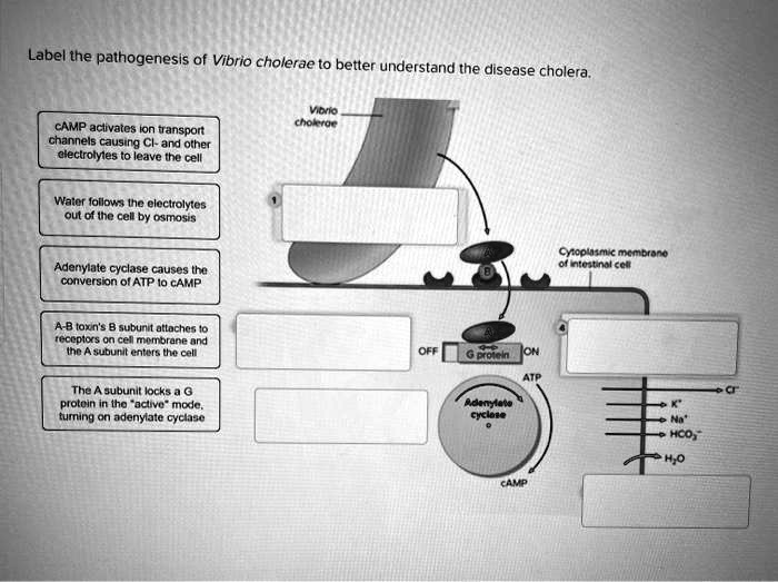 label the pathogenesis of vibrio cholerae to better understand the ...