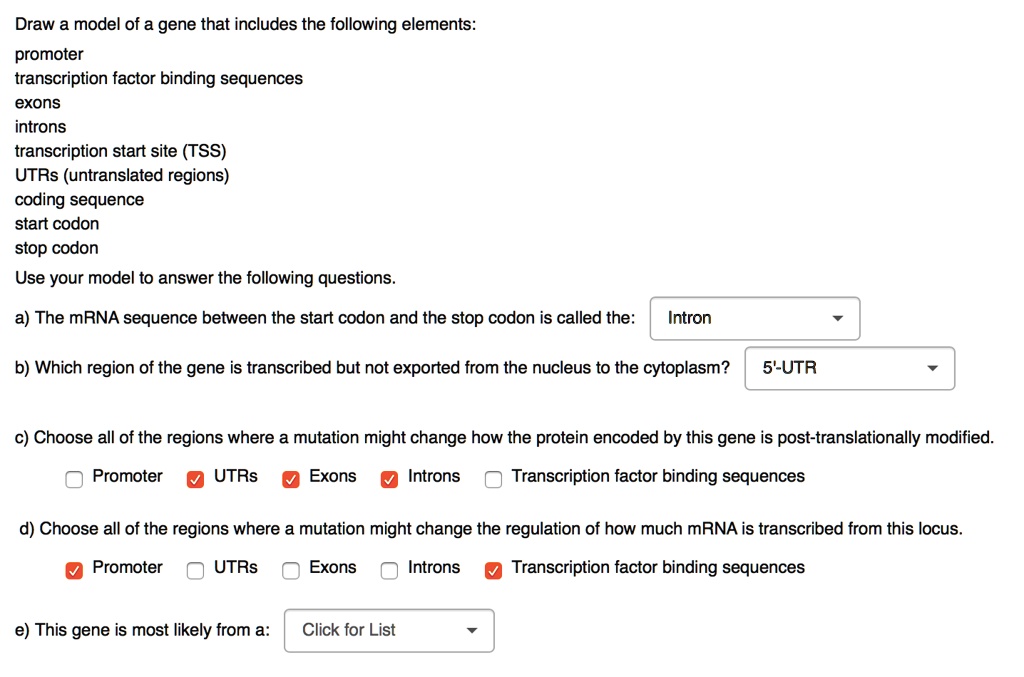 Draw a model of a gene that includes the following elements: promoter ...