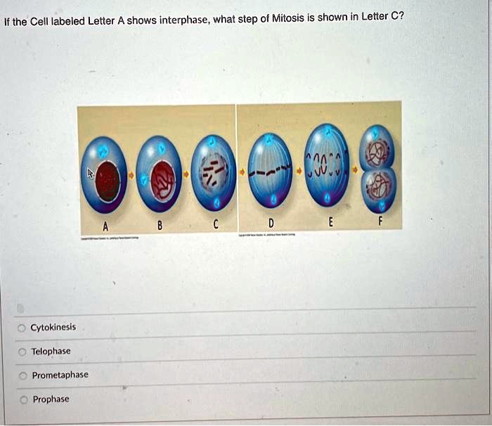 If the Cell labeled Letter A shows interphase, what step of Mitosis is ...