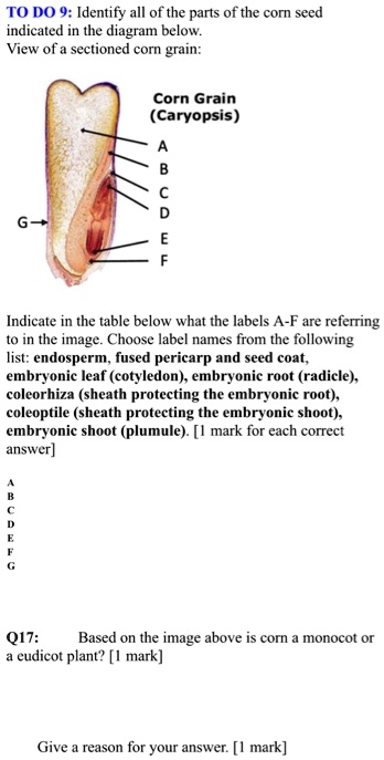 SOLVED: Text: TO DO 9: Identify all of the parts of the corn seed ...