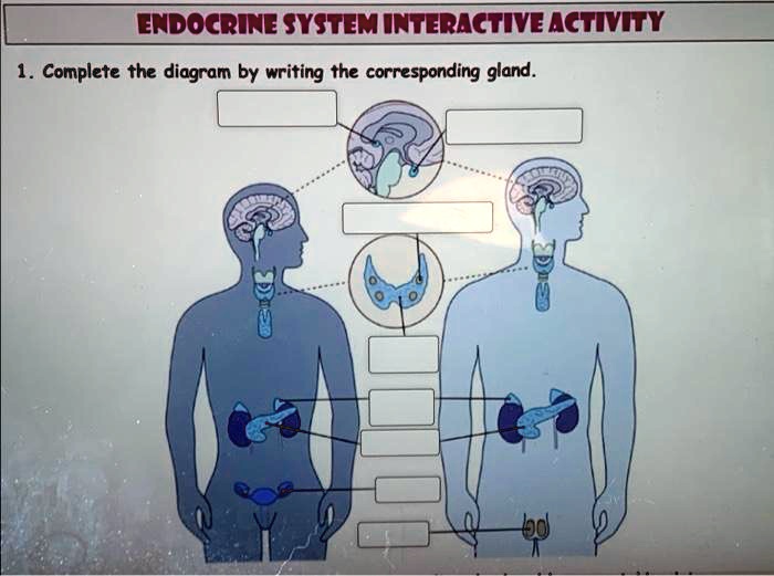 SOLVED: ENDOCRINE SYSTEM INTERACTIVE ACTIVITY Complete the diagram by ...