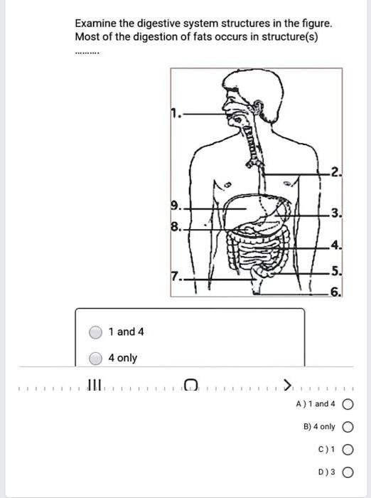 SOLVED: Examine the digestive system structures in the figure Most of the digestion of fats ...