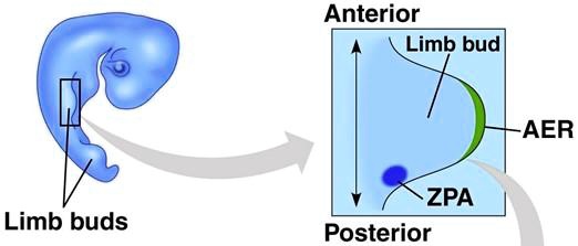 SOLVED: Anterior Limb bud AER ZPA Posterior Limb buds