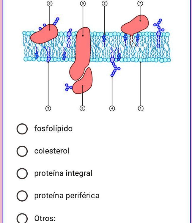 SOLVED: a qué corresponde la estructura (figura) N2 fosfolípido colesterol proteína integral ...