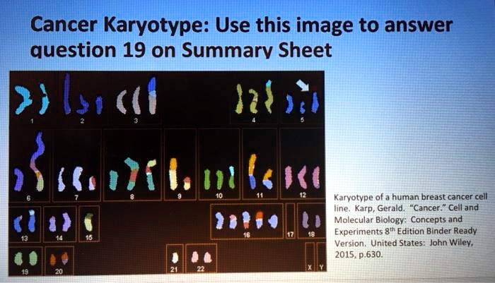 SOLVED: Cancer Karyotype: Use this image to answer question 19 on ...