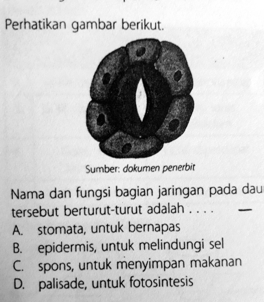 SOLVED: Nama dan fungsi bagian jaringan pada daun tersebut berturut ...
