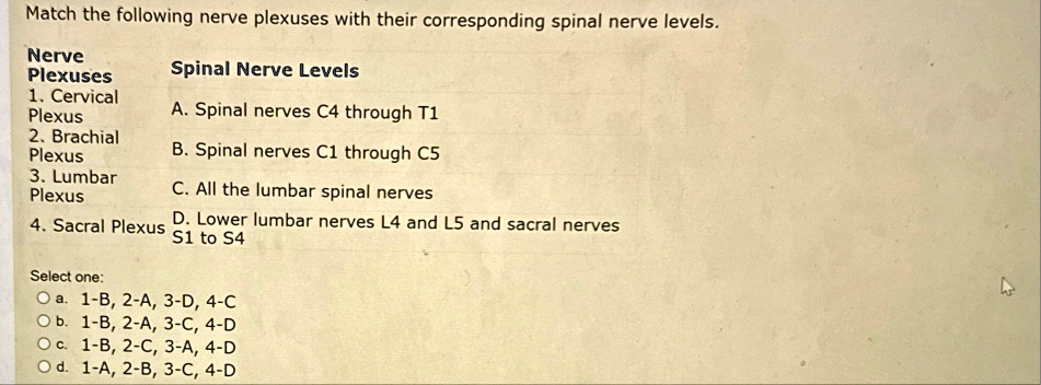 Match the following nerve plexuses with their corresponding...