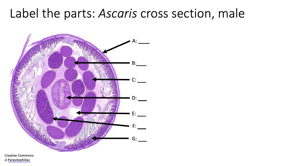SOLVED: Label the parts: Ascaris cross section, male Creative Commons ...