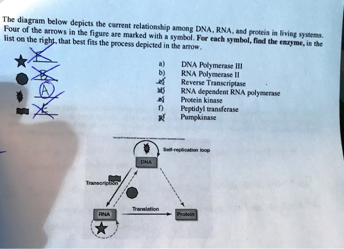 The Arrows In The Diagram Below Represent Biological Process