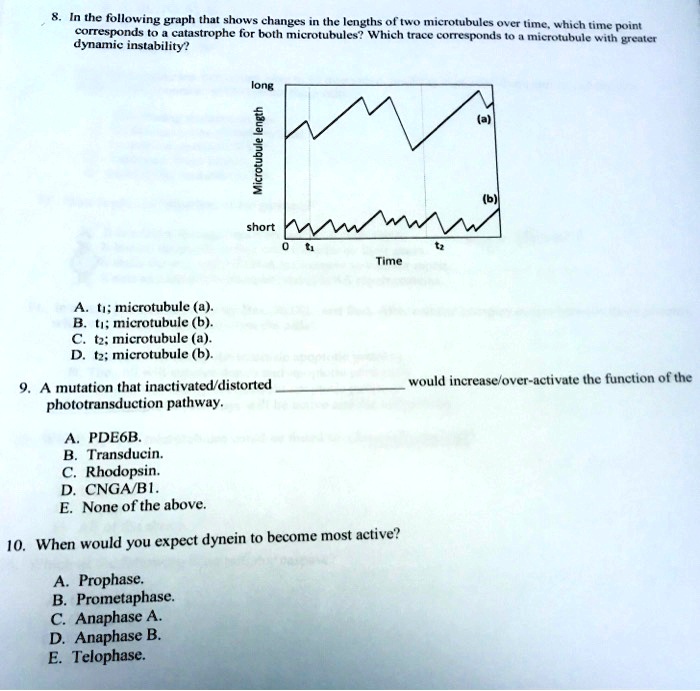 SOLVED: In the following graph that shows changes in the lengths of two microtubules over time ...