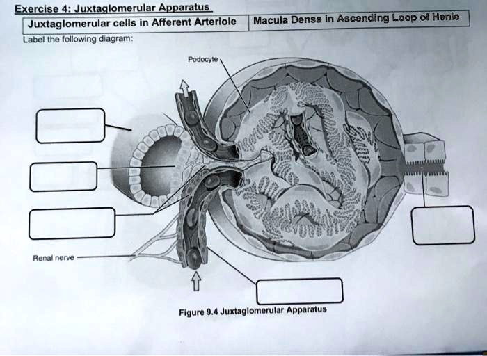 SOLVED: Please help me fill in the blanks. You can print it out and ...