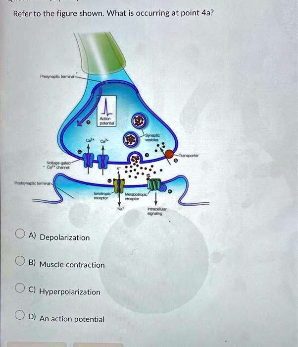 Refer to the figure shown. What is occurring at point 4a? A ...