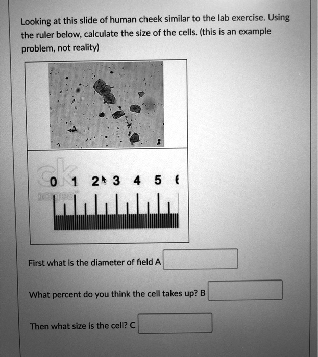 SOLVED: Looking at this slide of human cheek similar to the lab ...