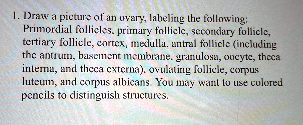 1. Draw a picture of an ovary, labeling the following: Primordial ...