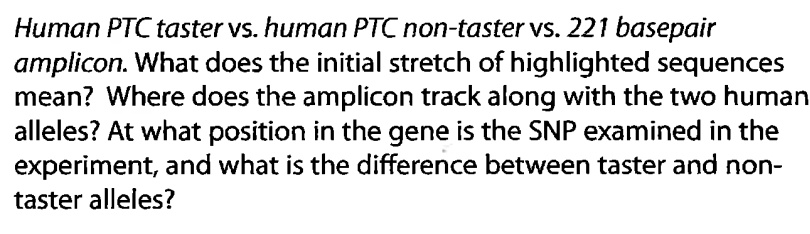 human ptc taster vs human ptc non taster vs 221 basepair amplicon what ...