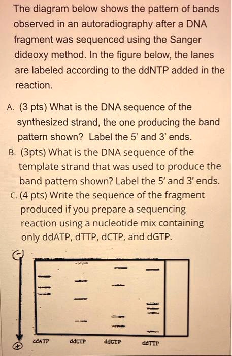 The diagram below shows the pattern of bands observed in an ...