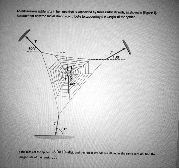 mnorb weaver spider sits in her web that is supported by three radlal ...