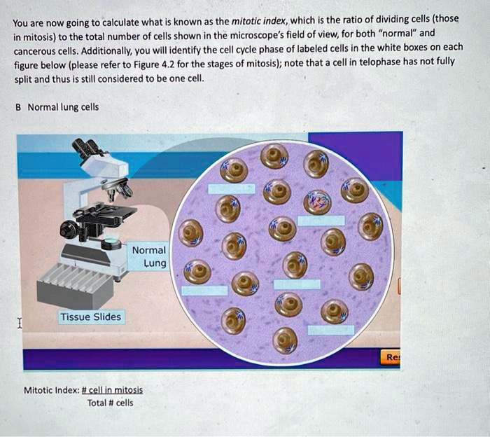SOLVED: You are now going to calculate what is known as the mitotic ...