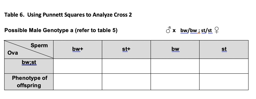 table 6 using punnett squares to analyze cross 2 possible male genotype ...