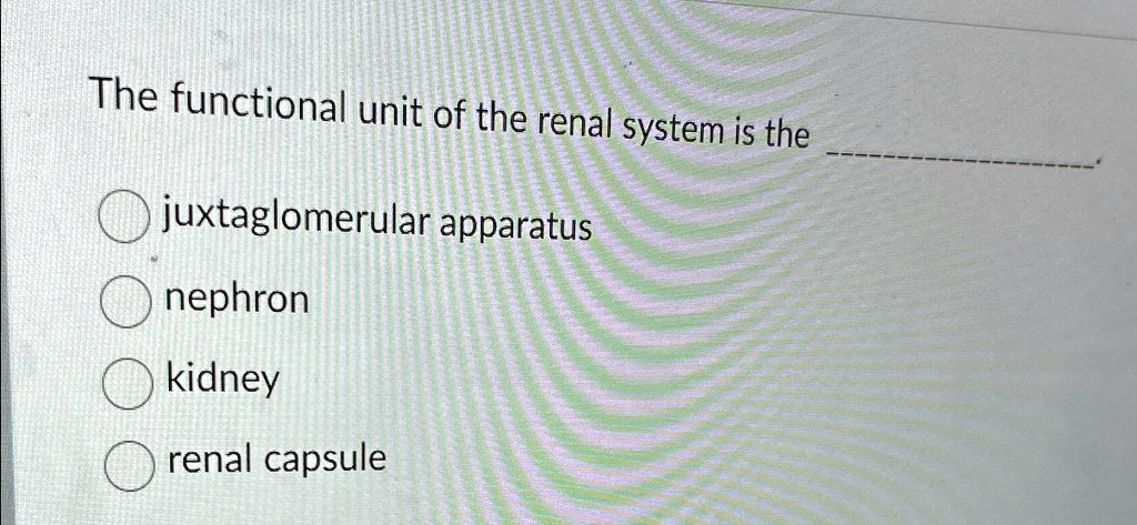 the functional unit of the renal system is the juxtaglomerular ...