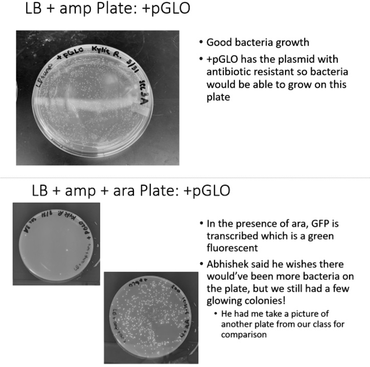 SOLVED: LB + amp Plate: tpGLO Good bacteria growth +pGLO has the ...