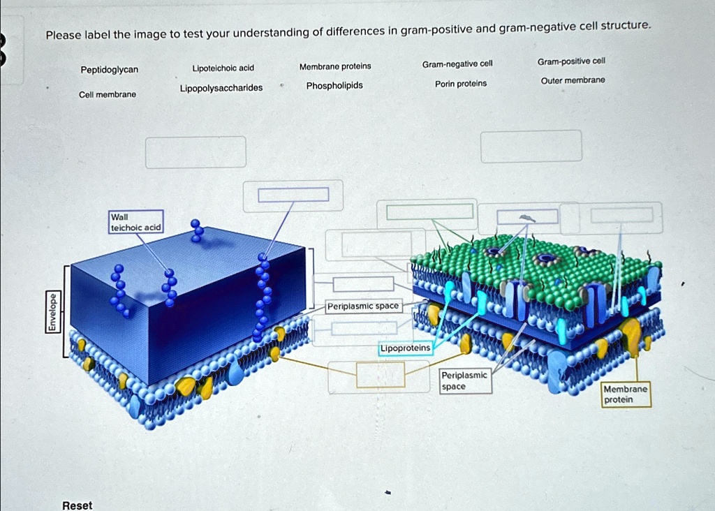 SOLVED: Please label the image to test your understanding of ...