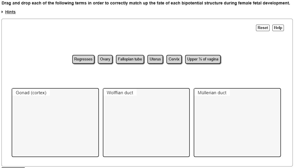 Drag and drop each of the following terms in order to correctly match ...