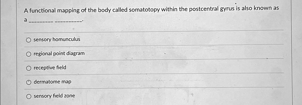 a functional mapping of the body called somatotopy within the ...