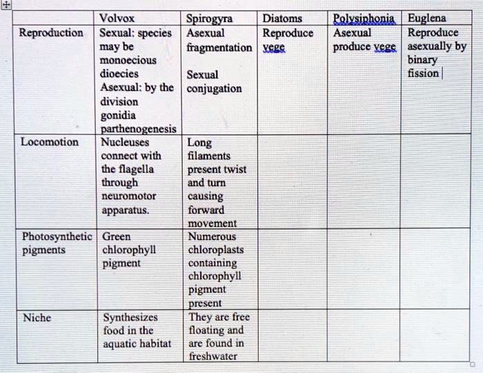 volvox spirogyre diatoms reproduction sexual species asexual reproduce ...
