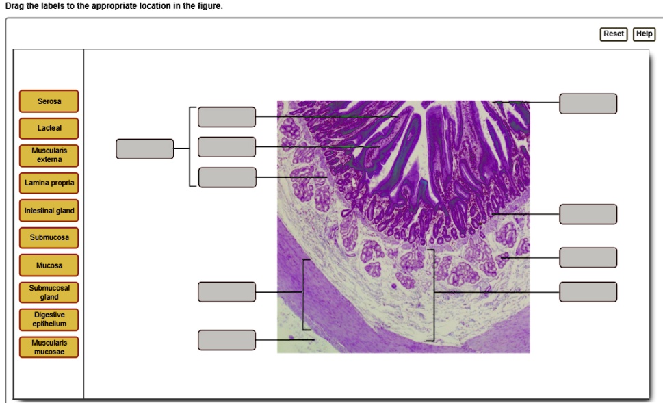 Drag the labels to the appropriate location in the figure. Serosa ...