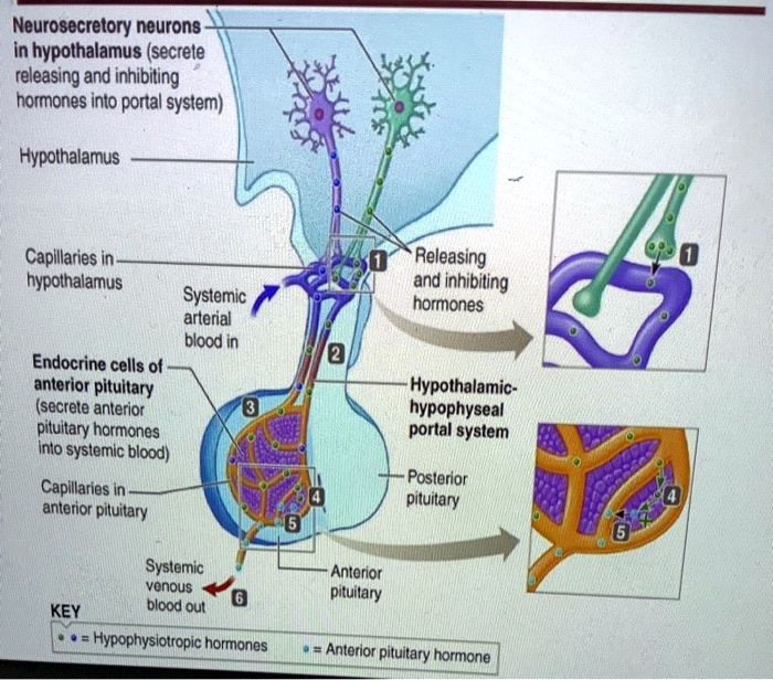 Solved Neurosecretory Neurons In Hypothalamus Secrete Releasing And Inhibiting Hormones Into