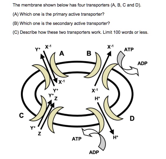 SOLVED: The membrane shown below has four transporters (A, B, C and D ...