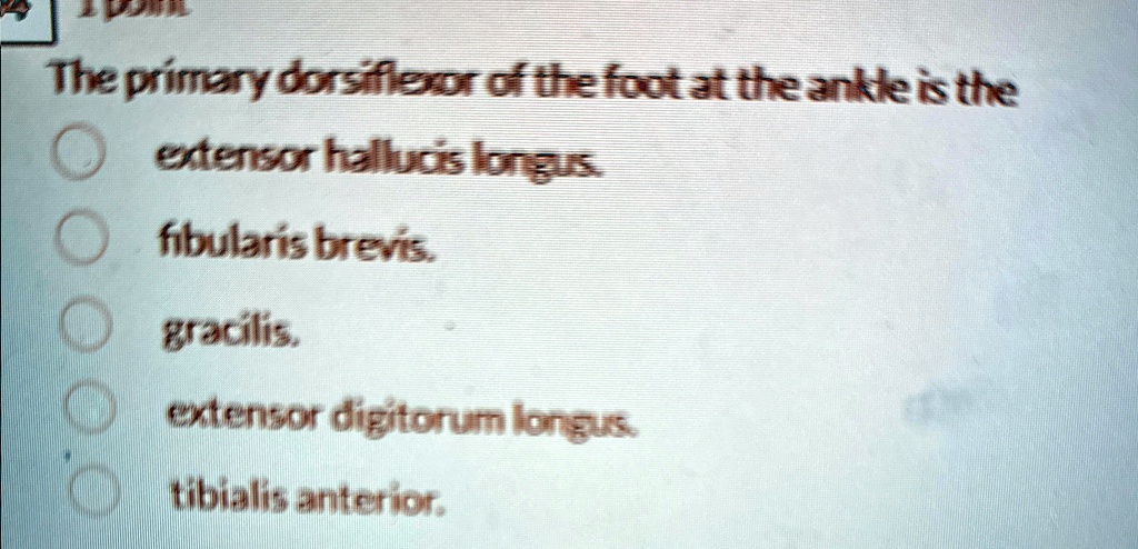 the primary dorsiflexor of the foot at the ankle is the extensor ...