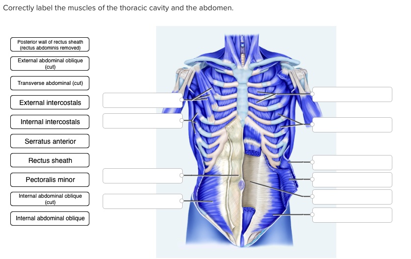 Correctly label the muscles of the thoracic cavity and the abdomen ...