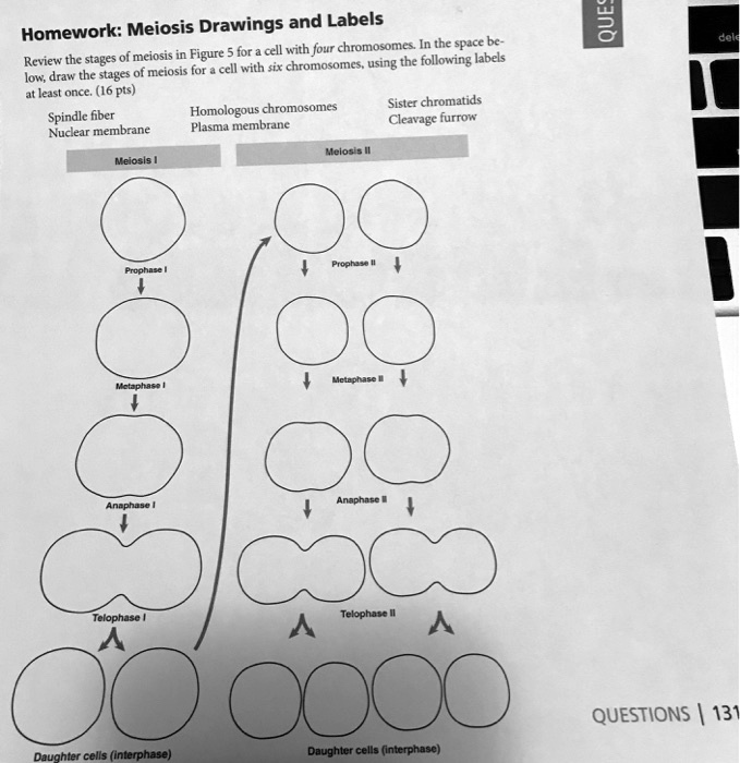 Homework: Meiosis Drawings and Labels Review the stages of meiosis in ...