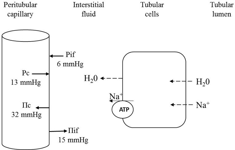 Peritubular capillary Interstitial fluid Tubular cells Tubular lumen Pc ...