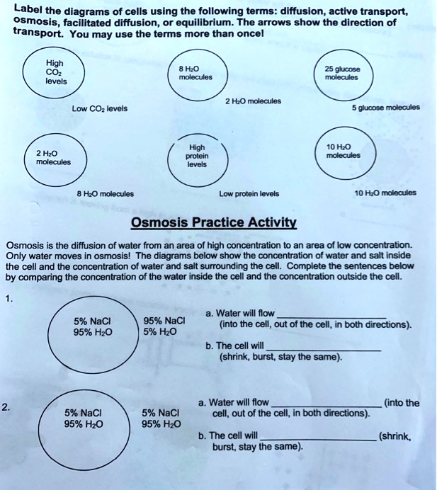 Label the diagrams of cells using the following terms: diffusion ...