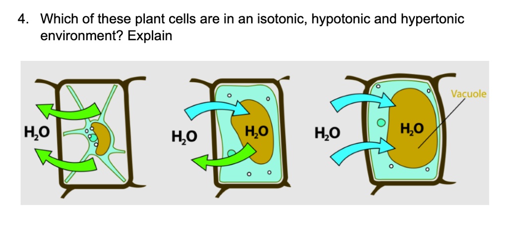 SOLVED: 4 Which of these plant cells are in an isotonic, hypotonic and ...